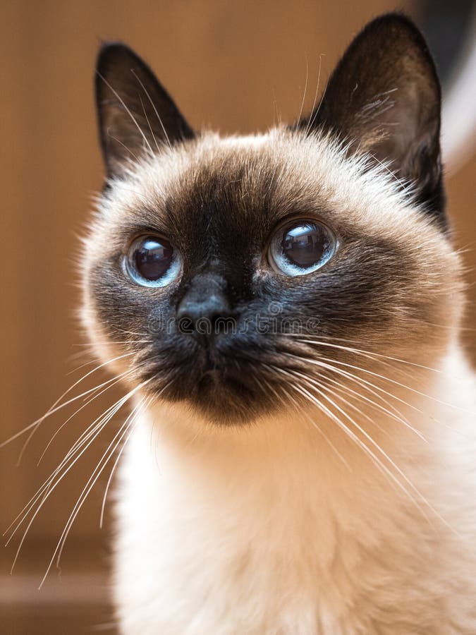 Portrait of siamese cat stock image. Image of pussycat - 200891385