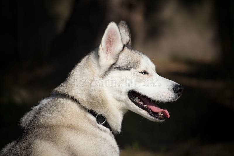 Portrait of a Siberian Husky Dog with a Look on the Side Stock Image ...