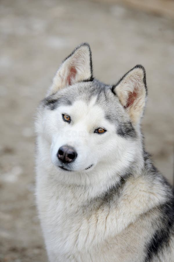 Portrait of a Siberian Husky Dog Stock Photo - Image of purebred, head ...