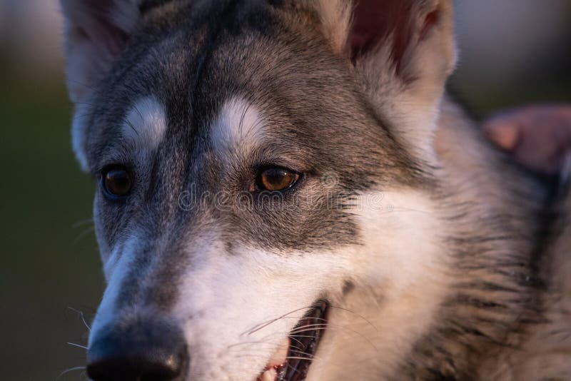 Portrait of a Siberian Husky Stock Photo - Image of outdoors, adorable ...