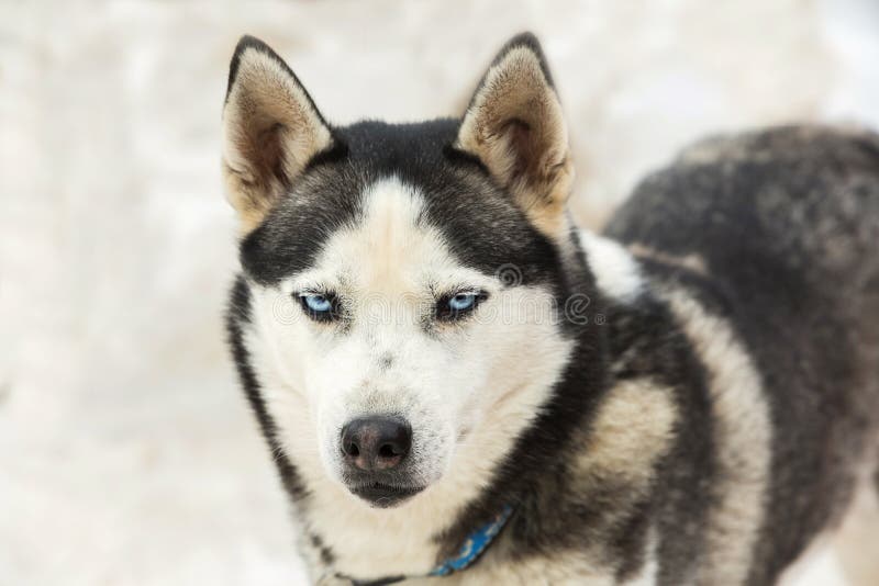 Portrait of Siberian Husky in Winter Stock Photo - Image of closeup ...
