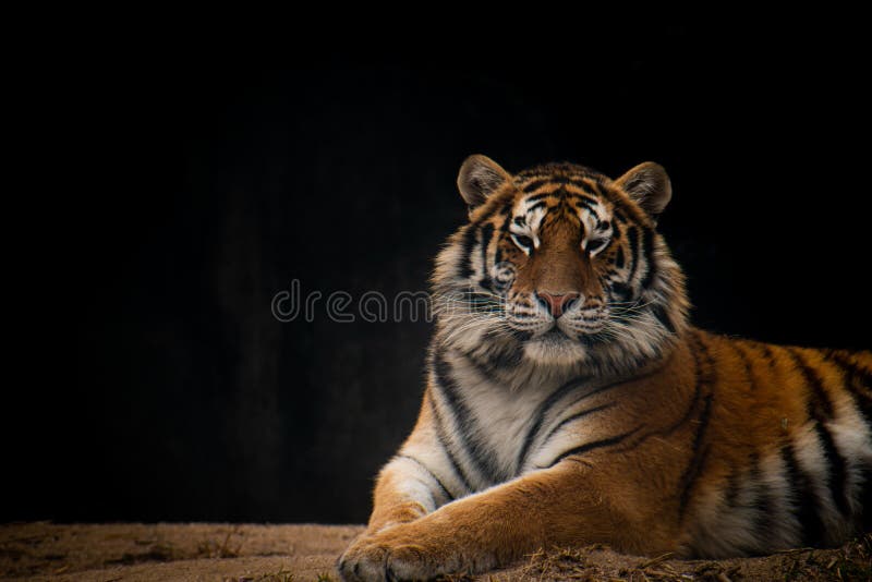 206 Tiger Facing Camera Stock Photos - Free & Royalty-Free Stock Photos ...