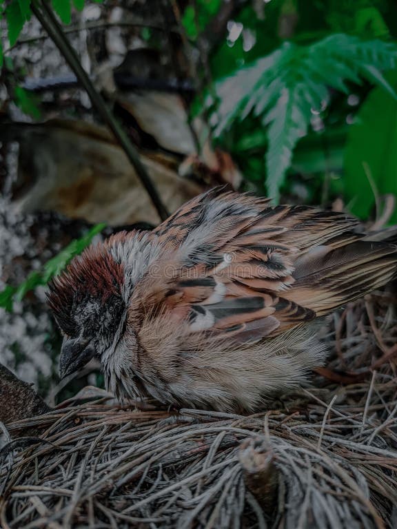 Portrait of a Sick Bird in a Cage Stock Image - Image of portrait, sick ...