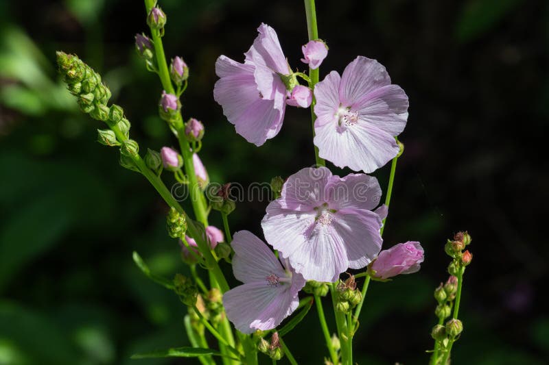 Portrait of a Sidalcea Flower Stock Photo - Image of flower, flowering ...