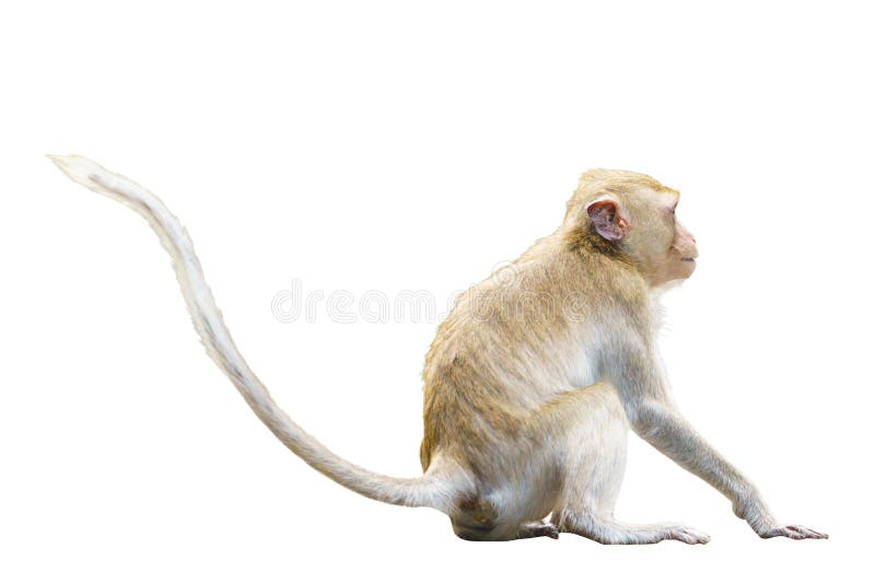 Portrait, Alone Monkey or Macaca, Its Sleepy Sits Yawning on Rock, Eyes ...