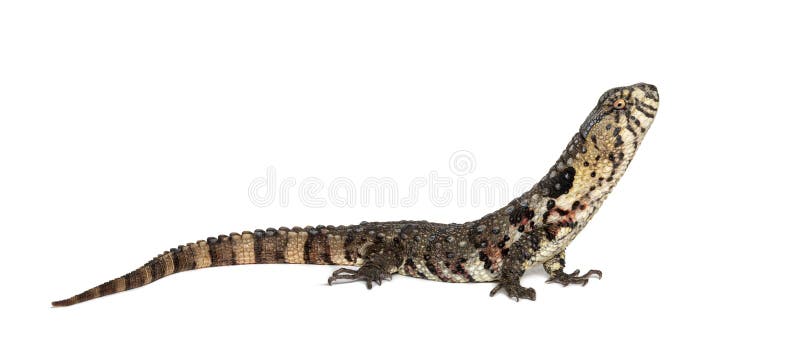 The big lizard on the side stock photo. Image of black - 114647680