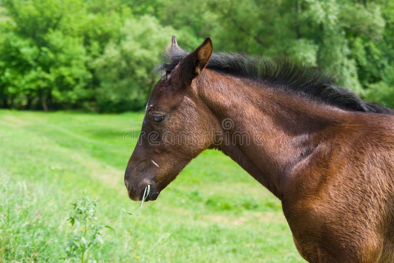 Portrait (side-view) of Cute Foal Stock Photo - Image of farm, bright ...