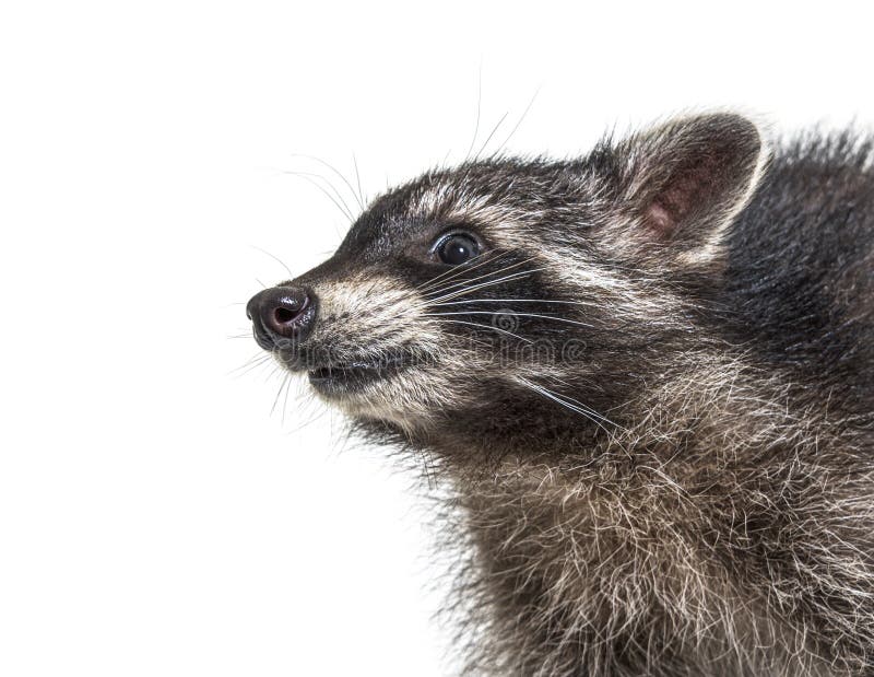 Portrait of a Young Raccoon Mouth Open. Weird Expression Stock Image ...