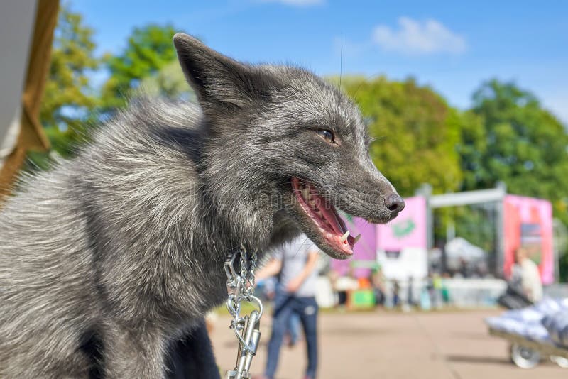 Portrait of a Silver Fox on an Iron Leash. Fox Predatory a Shows Sharp ...