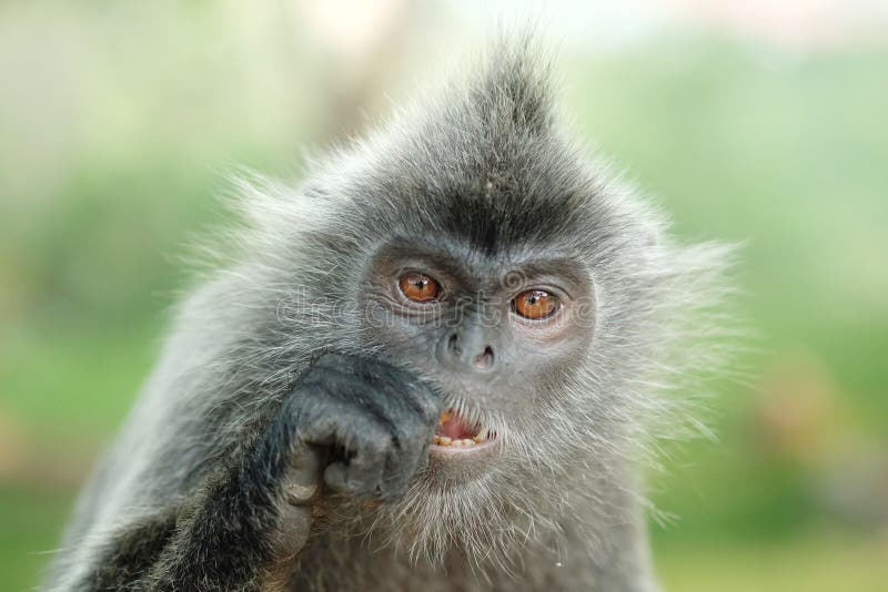 Portrait of a Silver Leaf Monkey Stock Image - Image of outdoor ...