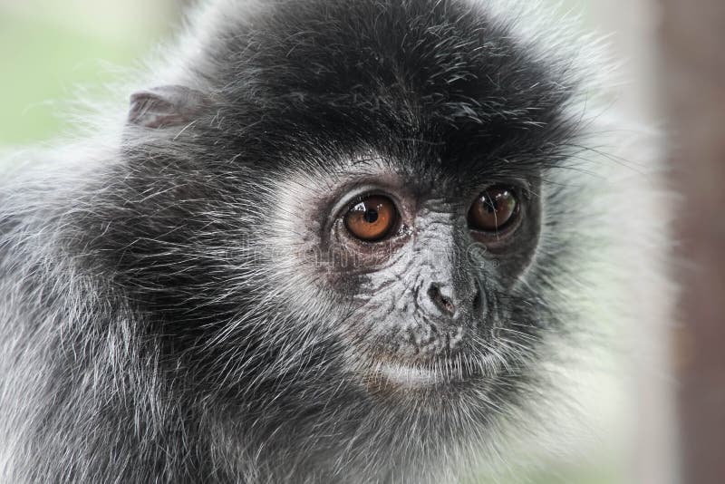 Borneo. Silver Leaf Monkey stock photo. Image of intelligent - 799568