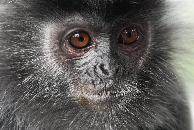Portrait of Silver Leaf Monkey Trachypithecus Cristatus Stock Image ...