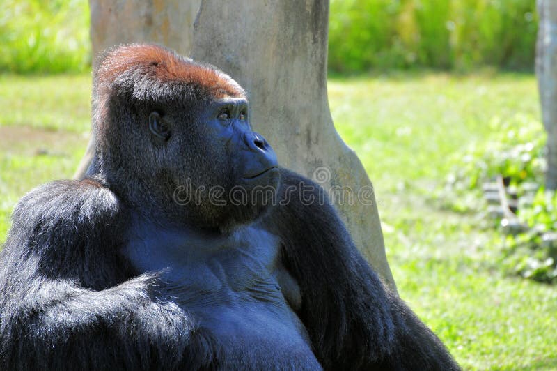 Portrait of a Silverback stock image. Image of great - 21976341