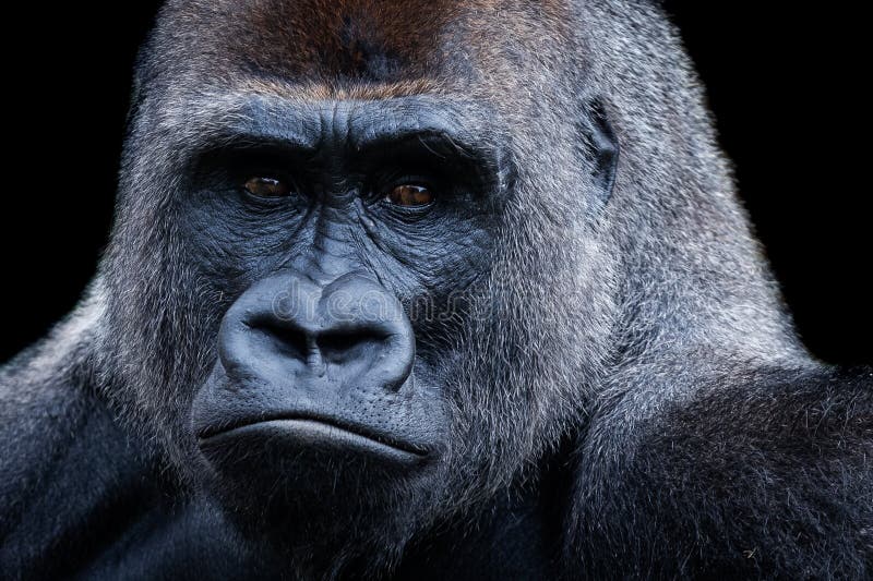 Silverback Gorilla Wallpaper