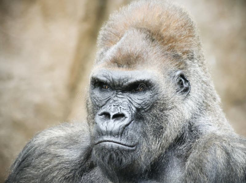 A Portrait of a Silverback Gorilla Stock Photo - Image of face, great ...