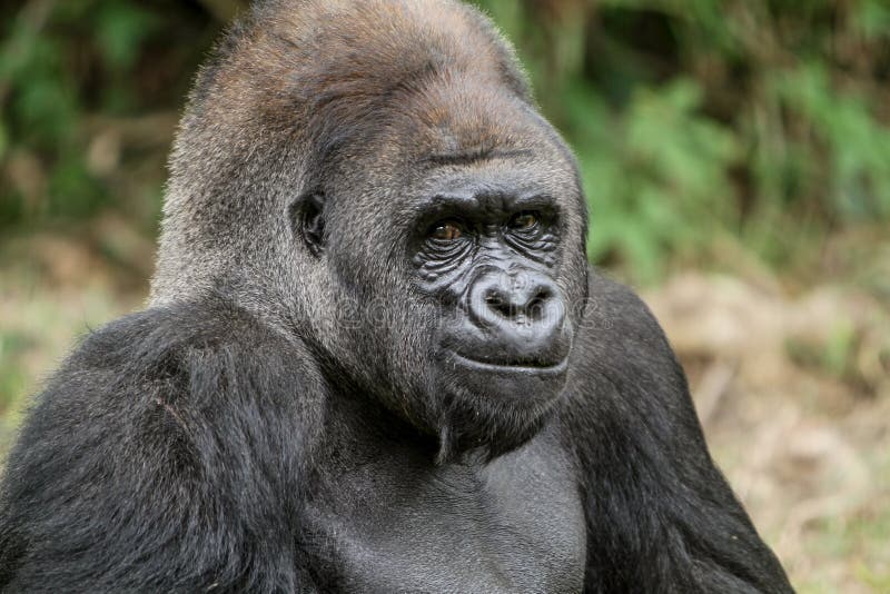 Portrait of a Silverback Gorilla Face Stock Image - Image of monkey ...