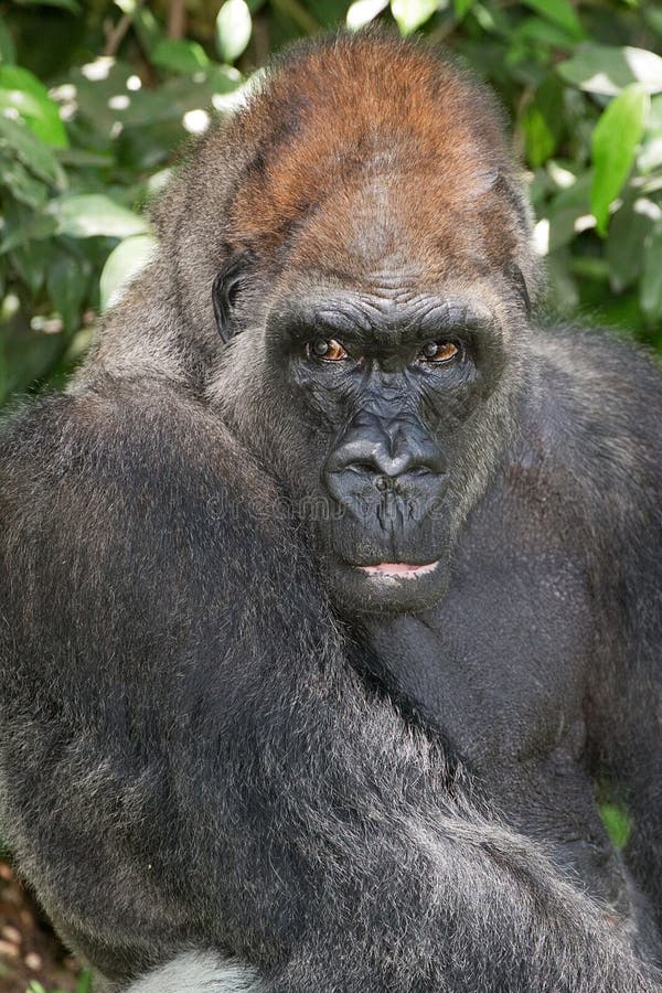 Silverback Gorilla Portrait Stock Photo - Image of cross, captive ...