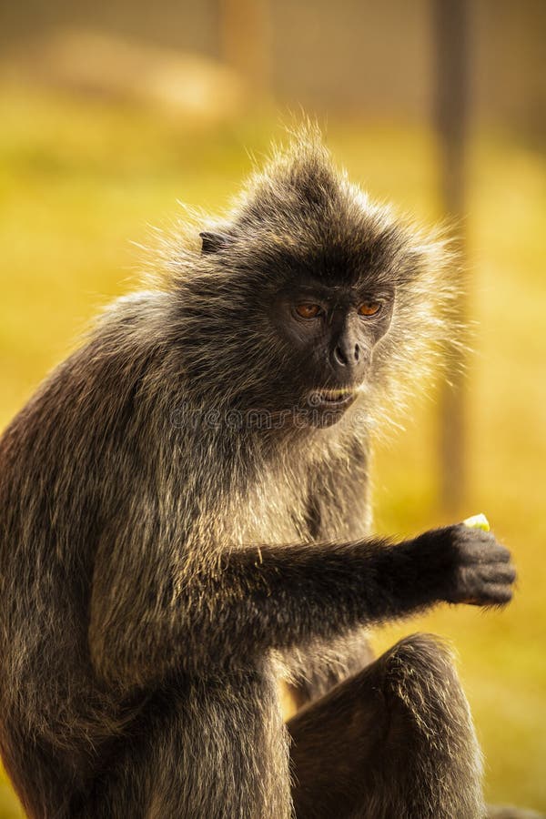 Portrait Silvered Leaf Monkey Trachypithecus Cristatus or Silvery ...