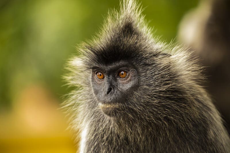 Portrait Silvered Leaf Monkey Trachypithecus Cristatus or Silvery ...