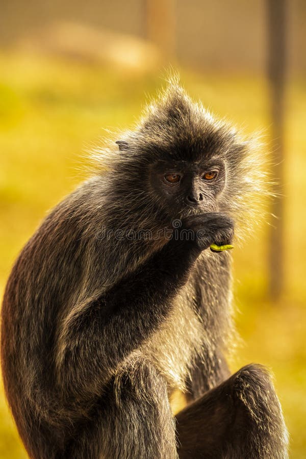Portrait Silvered Leaf Monkey Trachypithecus Cristatus or Silvery ...
