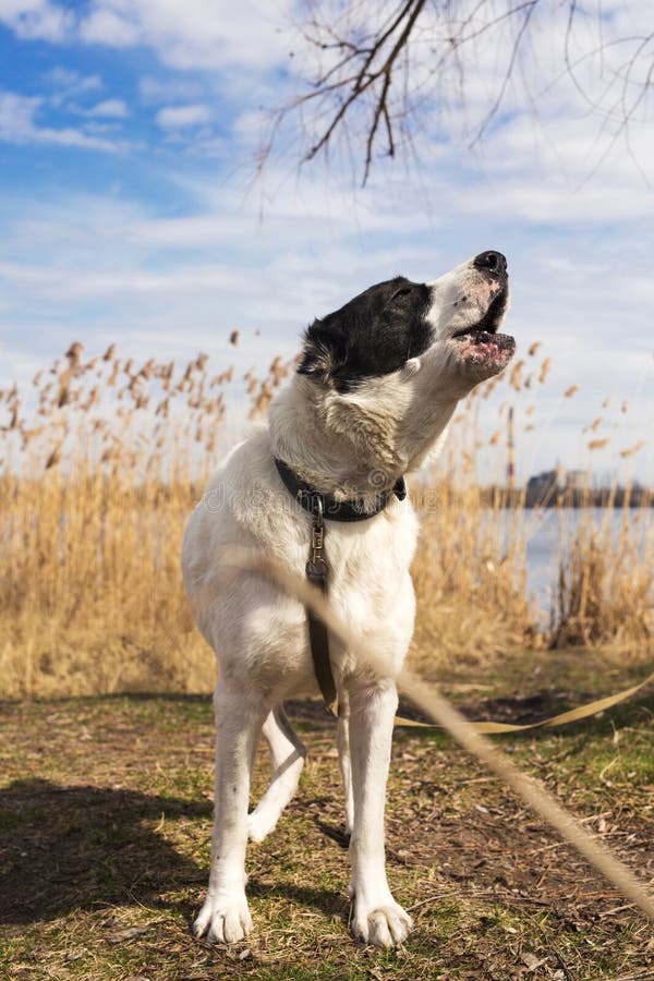 Portrait of Singing Big Shepherd Dog Stock Image - Image of field ...