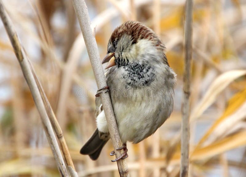 Portrait of a Sparrow Sitting on a Reed Stock Photo - Image of avian ...