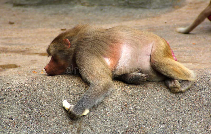 Portrait of a Single Monkey Stock Image - Image of eyes, baboon: 61937749