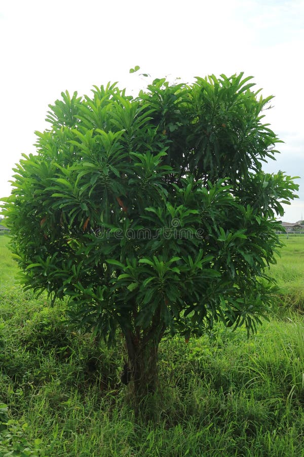 Portrait of a Single Shady Green Tree Stock Image - Image of botanical ...