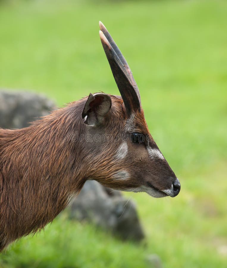 Portrait of Sitatunga Antelope Stock Image - Image of pasture, nature ...