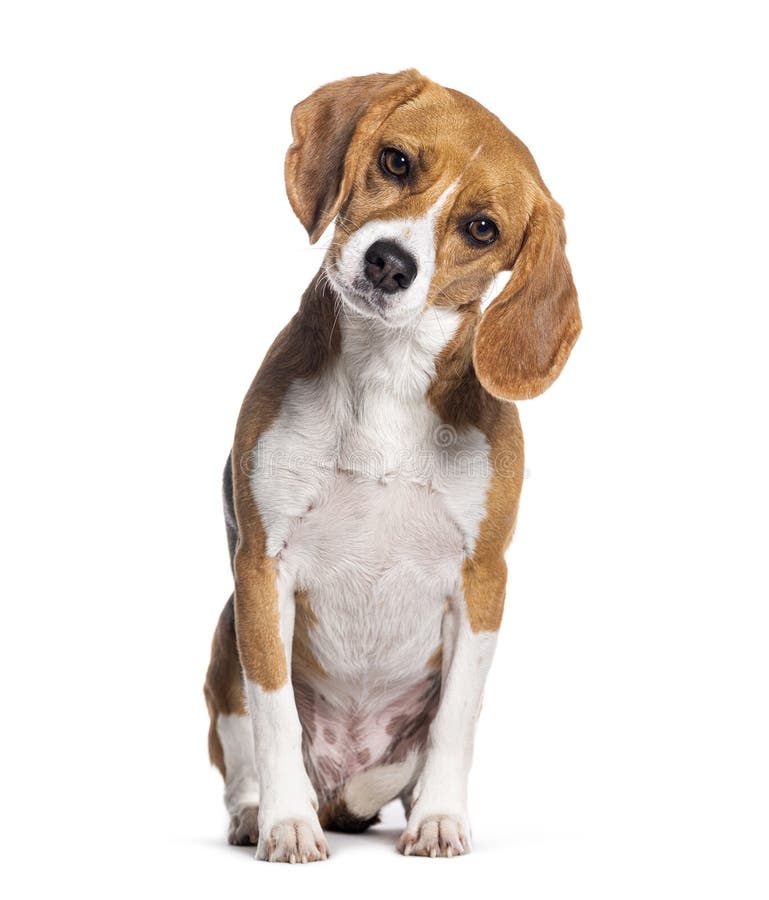 Portrait of a Sitting Beagle Dog Looking at Camera, Isolated on White ...