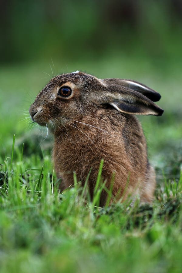 March hare stock image. Image of post, bite, bavaria - 25781059