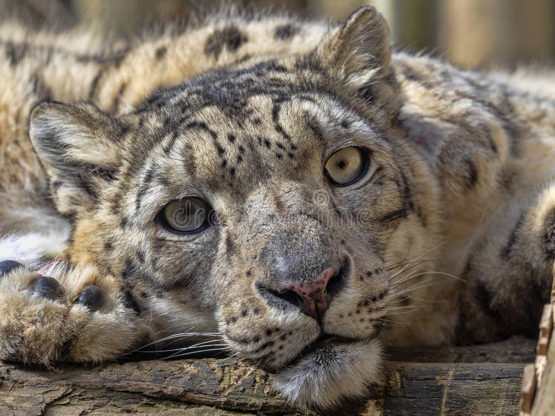 Portrait of Sitting Female Snow Leopard, Uncia Uncia Stock Photo ...