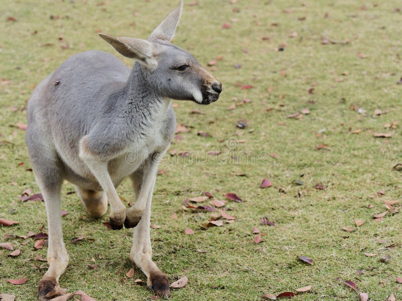 Australian Kangaroo Sitting On Field Stock Photo - Image of brown ...