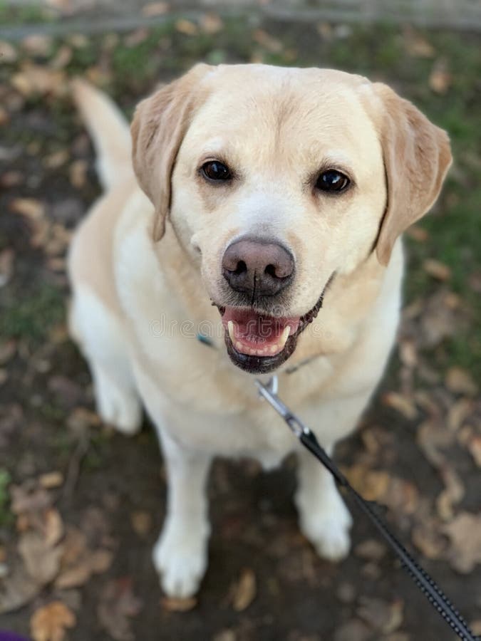 Portrait of a Sitting Labrador Stock Image - Image of labrador ...