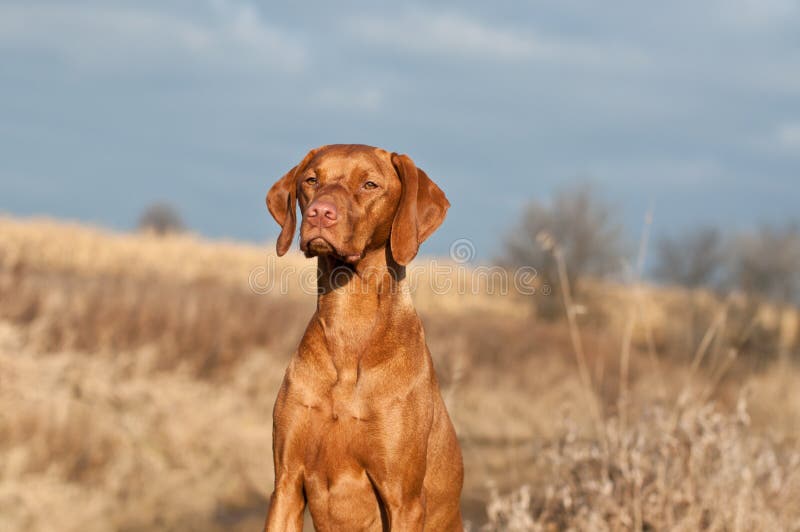 Portrait of a Sitting Vizsla Dog Stock Image - Image of photograph ...