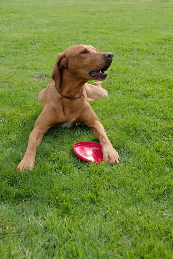 Hunting dog stock photo. Image of canine, vizsla, hunting - 115201884