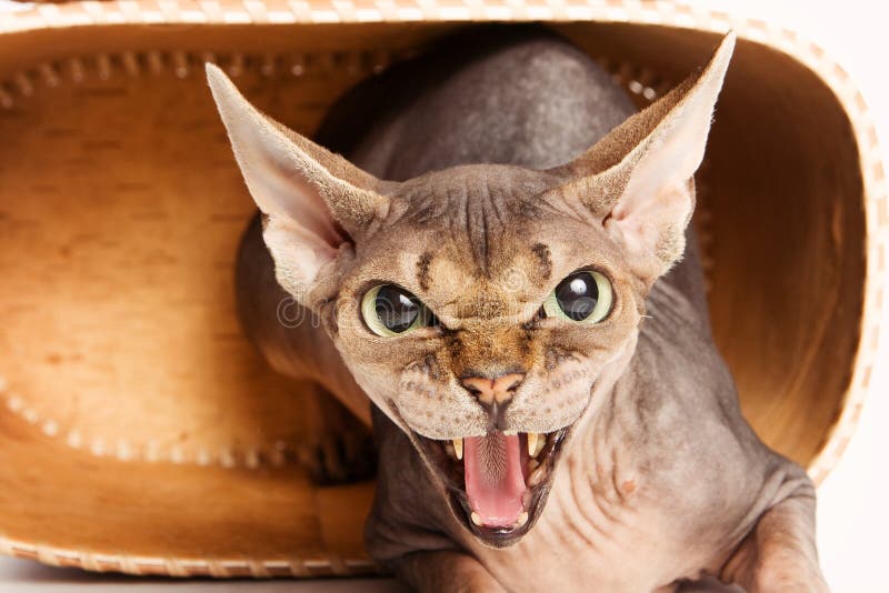 Portrait of a Sizzling Sphinx Cat Stock Photo - Image of abuse, looking ...