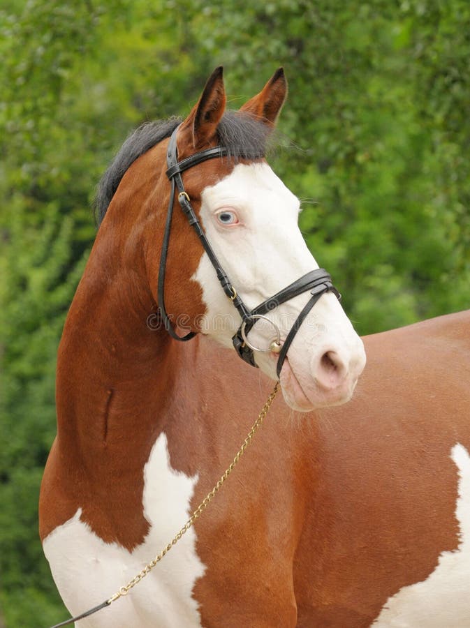 Portrait of a Skewbald Horse Stock Image - Image of equine, spotty ...