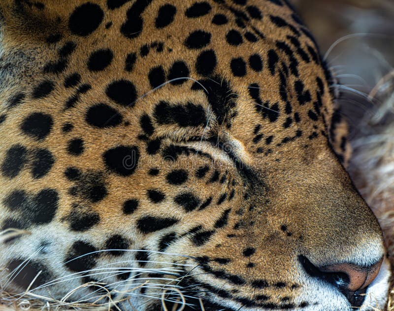 Sleeping Jaguar stock image. Image of leopard, beauty - 377767621