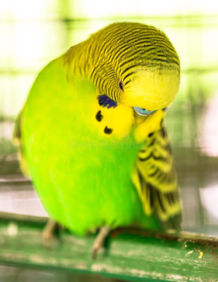 459 Sleeping Parrot Stock Photos - Free & Royalty-Free Stock Photos ...