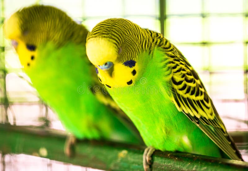 Sleeping Parrot stock photo. Image of nature, branch - 21179822