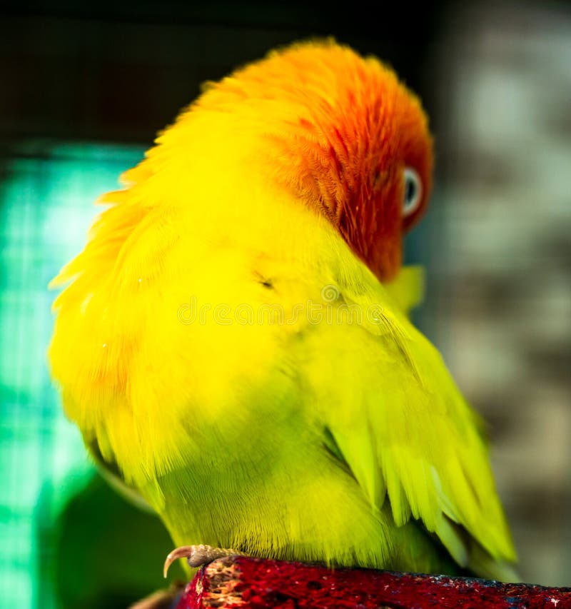 Sleeping Parrot stock image. Image of bird, beak, yellow - 11277489