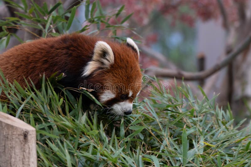 A Portrait of Sleeping Red Panda Stock Photo - Image of chinese, tree ...