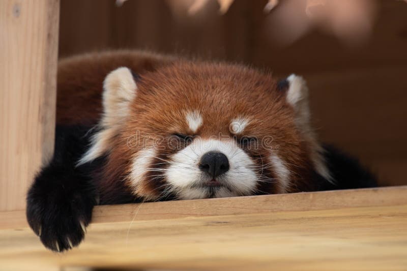A Portrait of Sleeping Red Panda Stock Photo - Image of wild, panda ...