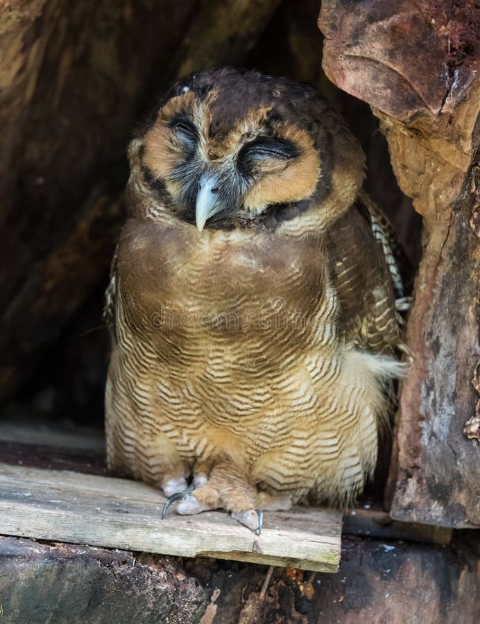 Portrait of Sad Screech Owl Also with Large Beautiful Brown Eyes ...