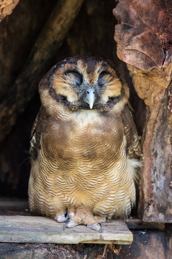 Portrait of Sad Screech Owl Also with Large Beautiful Brown Eyes ...