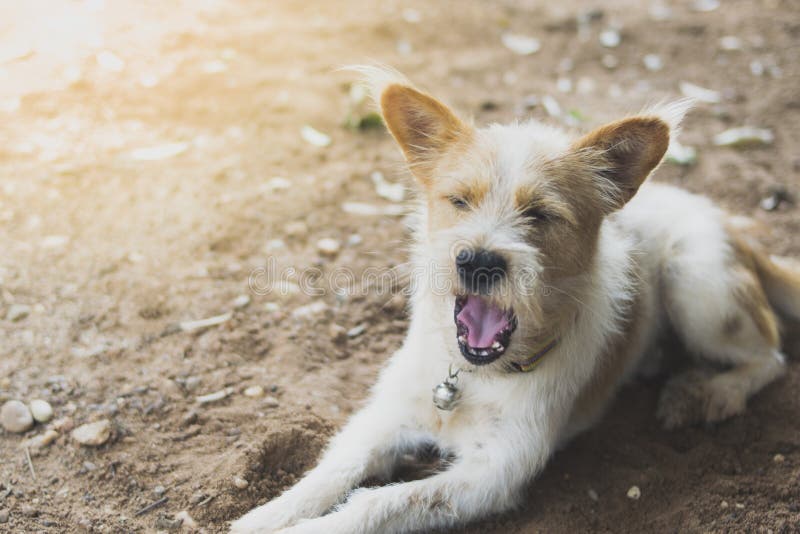 Portrait of sleepy dog stock image. Image of domestic - 92542991