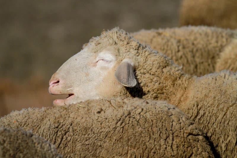 Portrait of sleepy sheep stock photo. Image of agriculture - 96306198