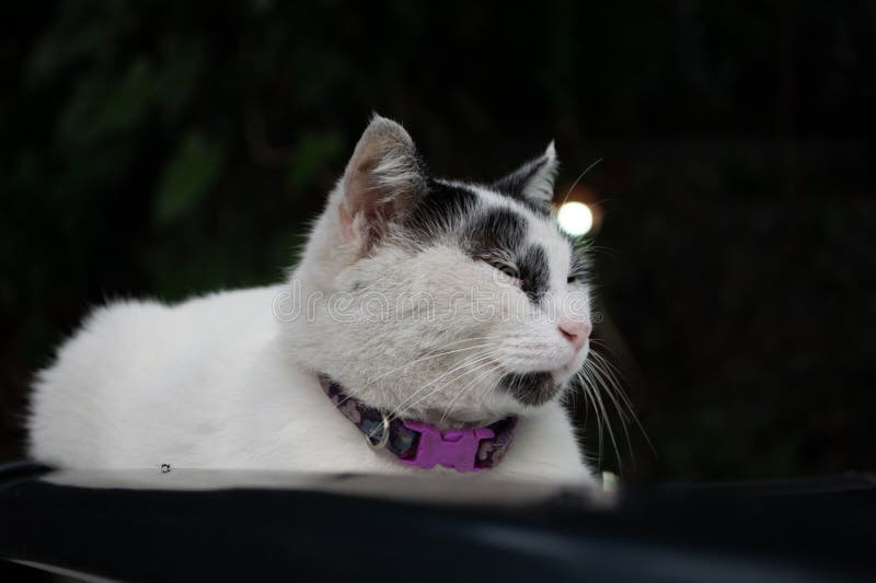 Portrait of a Sleepy White Cat with Black Patterns from Behind Stock ...