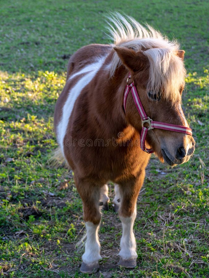 A Portrait of a Small and Beautiful Pony, the Pony is in the Pasture ...